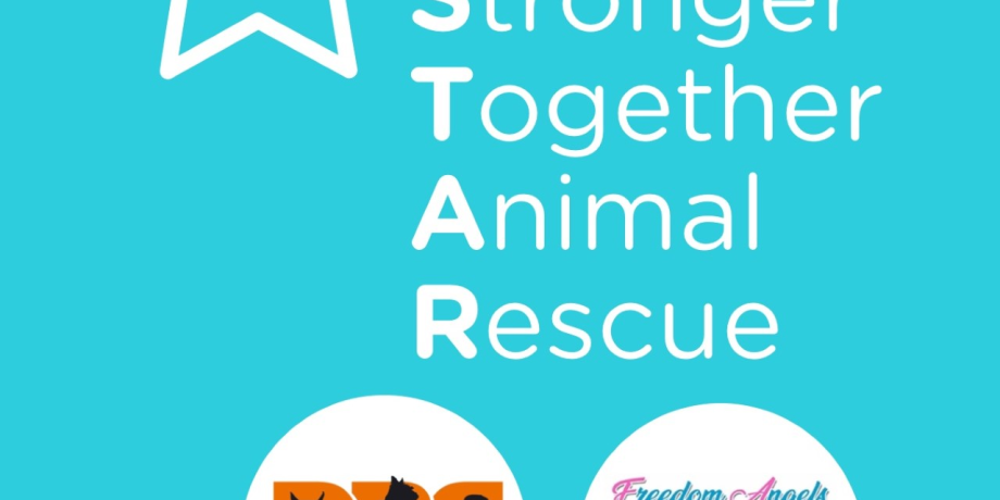 Stronger Together Animal Rescue opportunities | KindLink